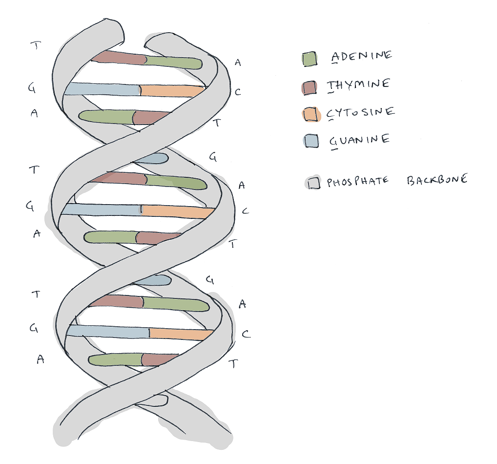 An overview of the DNA cipher in the novel Upgrade by Blake Crouch ... An overview of the DNA cipher in the novel Upgrade by Blake Crouch ...
